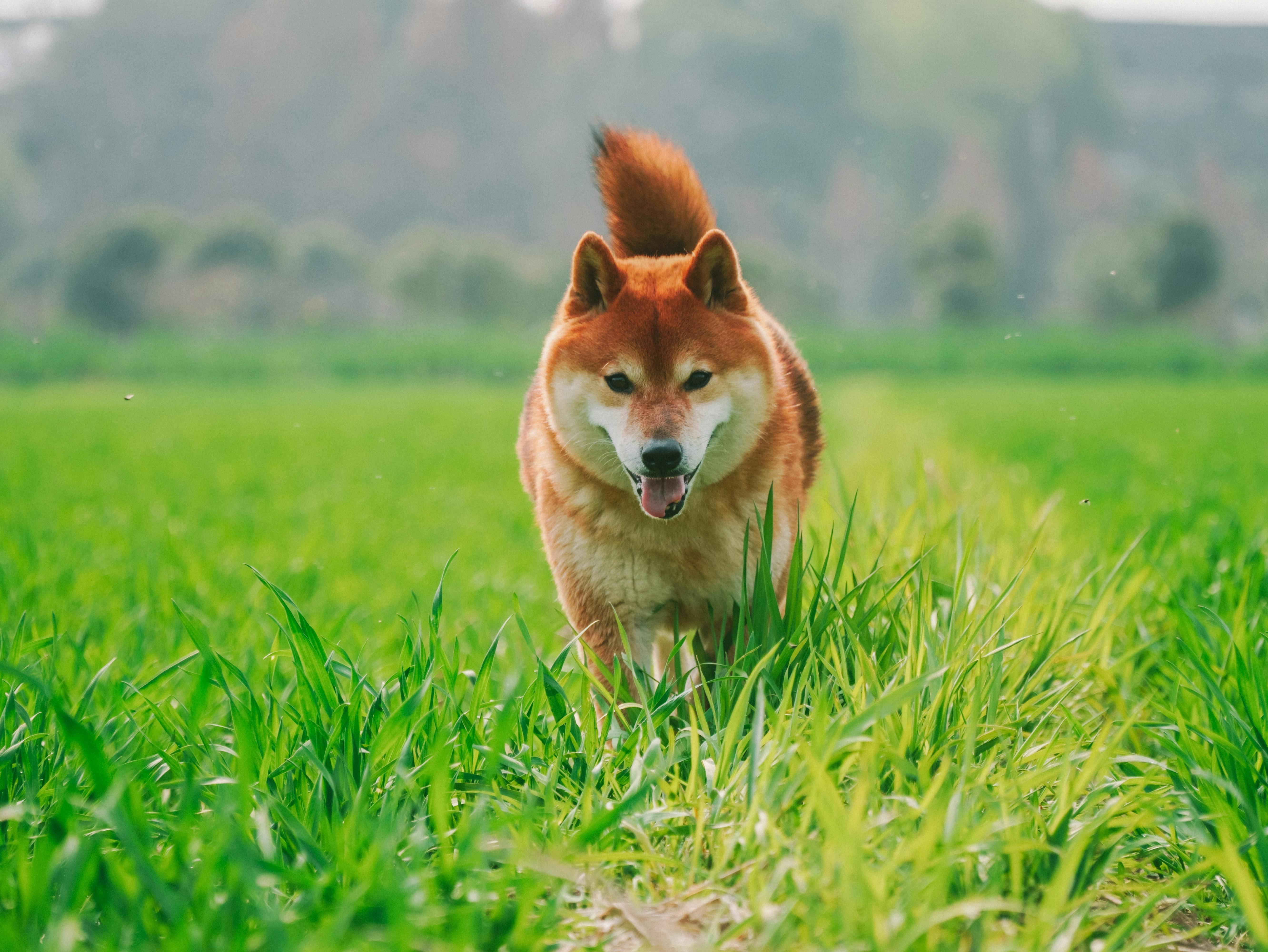 ¿Repunte o caída para Shiba Inu (SHIB)? Análisis del mercado y predicciones