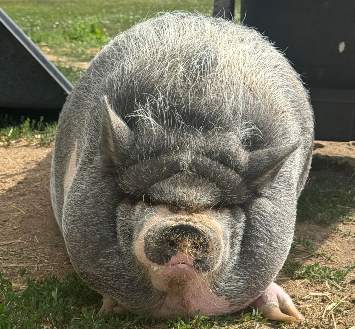 Cardano Founder's Pig NIKE Sparks Memecoin Craze · Cardano Feed