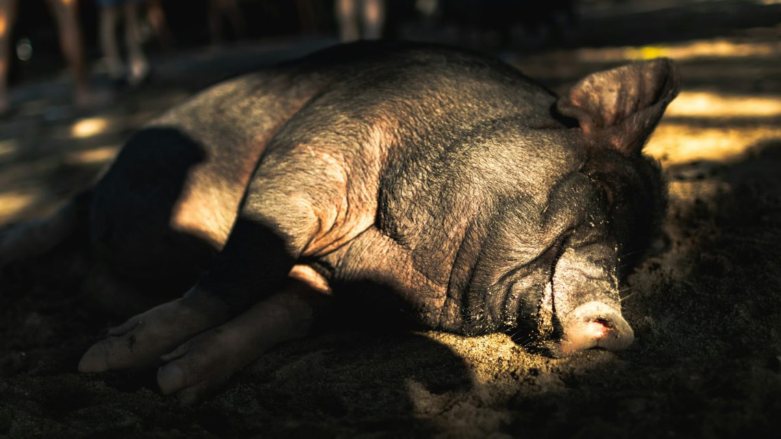 Crypto 'Pig-Butchering' Scam Is Escalating Into a National Security ...