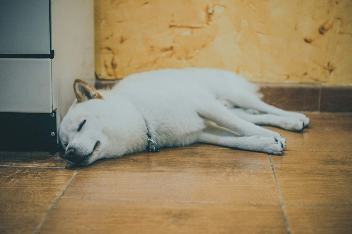 Shiba Inu Declared ‘Dead’—Unless This Game-Changer Arrives, Expert Says